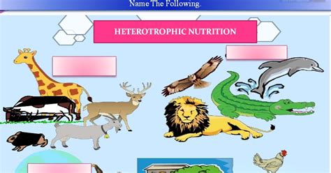 SONU ACADEMY AUTOTROPHIC HETEROTROPHIC AND MIXOTROPHIC NUTRITION ACTIVITY
