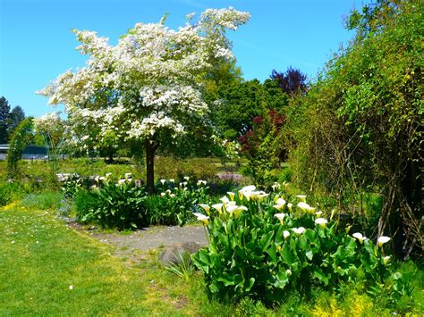 The Owen Memorial Rose Garden In Eugene Oregon Nestled Ne Flickr