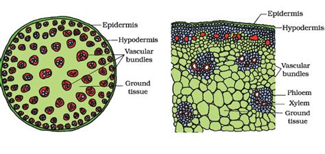 The Transverse Section Shown In The Given Figure Is Representative Of 1 Monocot Stem 2