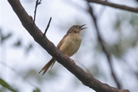 Ml495884221 Jungle Prinia Macaulay Library