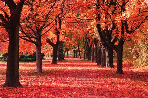 Autumn Themes Wallpapers Wallpaper Cave