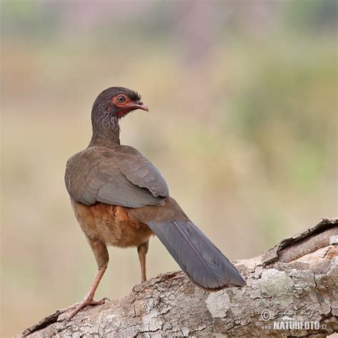 Chaco Chachalaca Photos Chaco Chachalaca Images Nature Wildlife