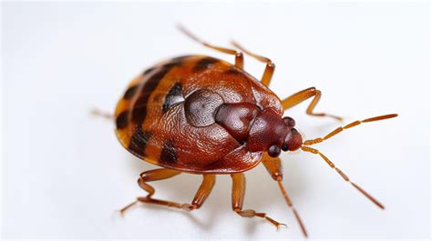 Can Couches Have Bed Bugs Identifying And Preventing Infestations