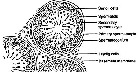 B Sc Ii Zoology Practical E Book Histological Structure Of Testis B Sc Ii Zoology Practical E Book Histological Structure Of Testis