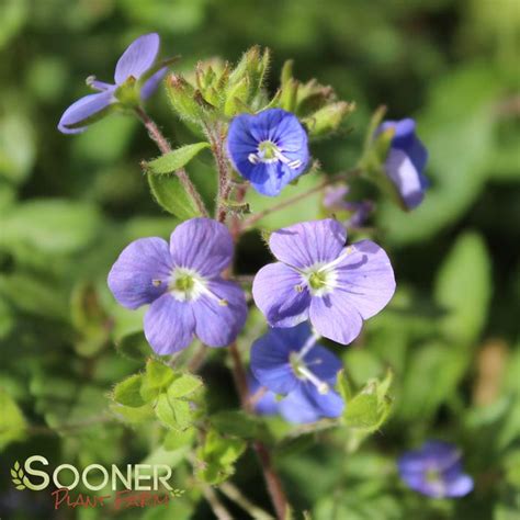 Georgia Blue Speedwell Sooner Plant Farm