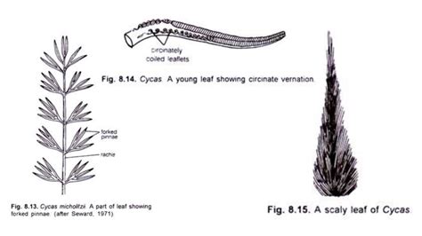 Cycas Morphology Anatomy And Reproduction