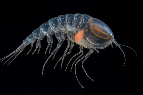 Maps Key Value Pairs In Go Maps Are A Fundamental Data Structure By Engineer Palsu Medium