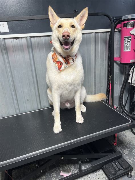 Grooming By Haley Updated June 2026 25 Photos Adrian Michigan