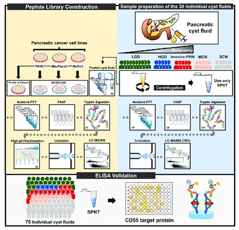 Experimental Workflow The Overall Experimental Workflow Comprises 3 Download Scientific
