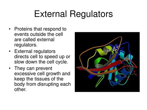 Ppt Regulating The Cell Cycle Powerpoint Presentation Free Download Id 2767564