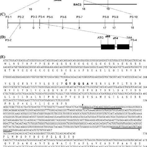 Fine Mapping And Positional Cloning Of The D88 Gene A The D88 Locus