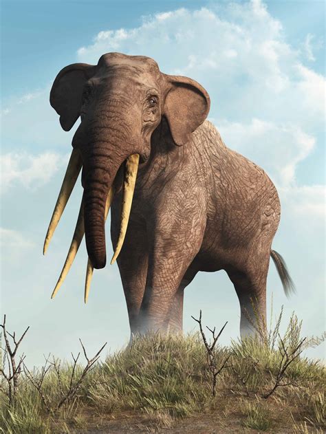 Gomphotherium Elephant