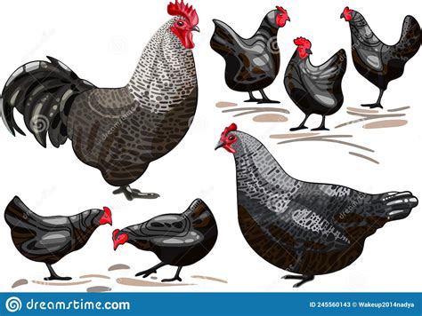 Scots Dumpy Stock Vector Illustration Of Dumpy Black 245560143