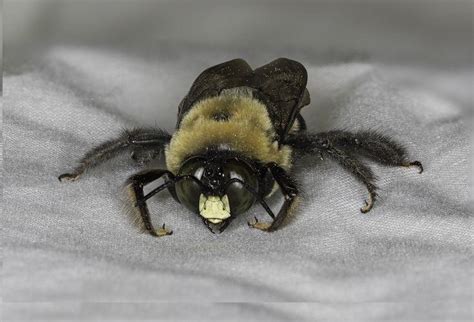 Eastern Carpenter Bee Facts Identification And Pictures