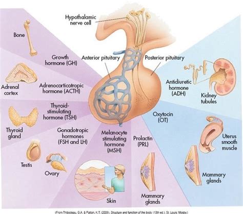 Anatomy Chapter 16 Pituitary Gland Structure And Function Flashcards