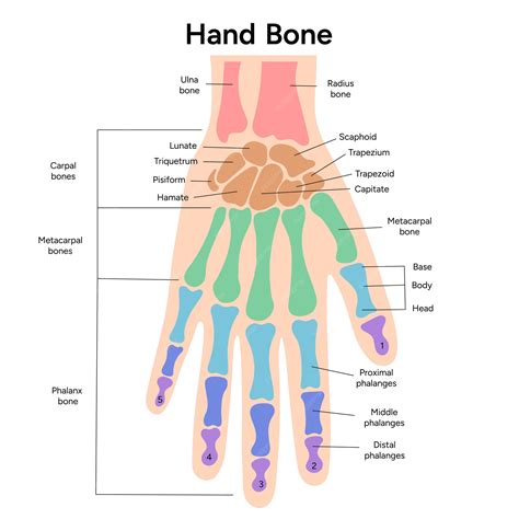 Premium Vector Human Hand Bone Medical Infographic