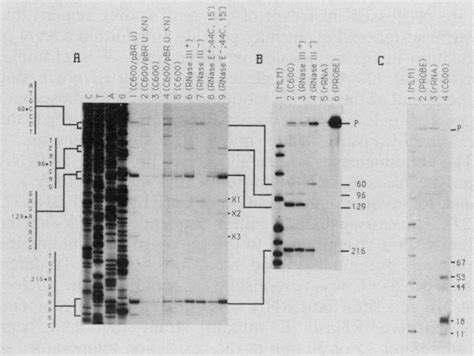 transcript mapping by primer extension and si nuclease protection a