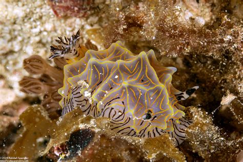 Elegant Halgerda Halgerda Willeyi Spanglers Scuba