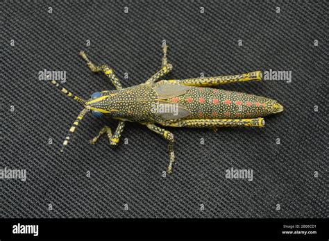 Dorsal Of Juvenile Aak Grasshopper Poekilocerus Pictus Distribution