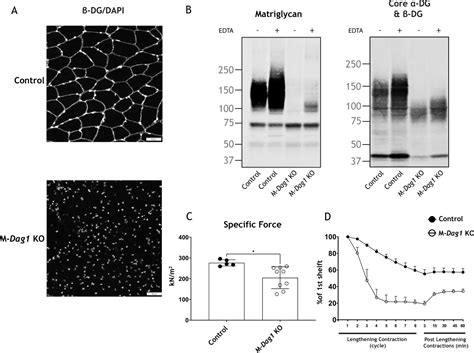 Figures And Data In N Terminal Domain On Dystroglycan Enables Large1 To Extend Matriglycan On α