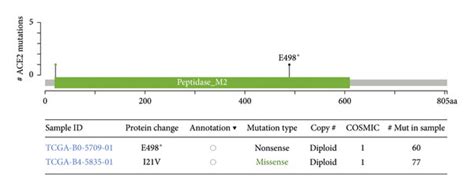 Genetic Alteration Of Ace2 In Kirc Patients Cbioportal A Oncoprint