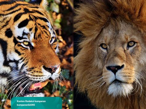 Singa Vs Harimau Putih 56 Koleksi Gambar