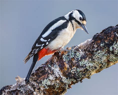 Blue Woodpecker Bird