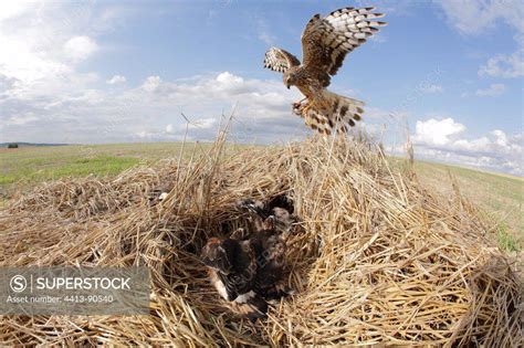 Hen Harrier Female Arriving At Her Protected Nest Superstock