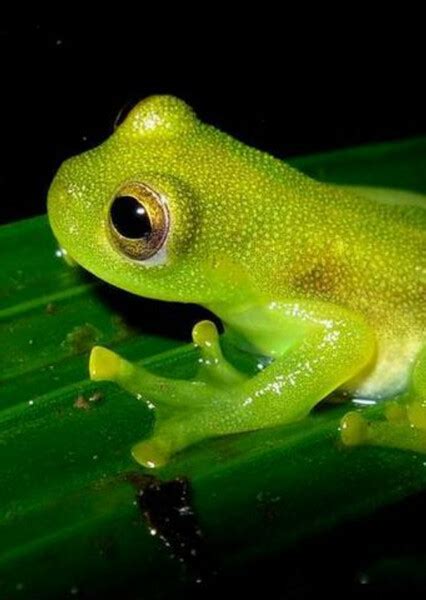 Glass Frog Fan Casting