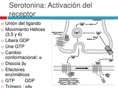 Ppt Receptores De Serotonina David E Nichols And Charles D Nichols