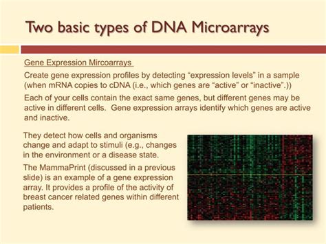 Dna Microarray Presentation Dna Fingerprinting Dna Biotechnology Pdf Genetics Science