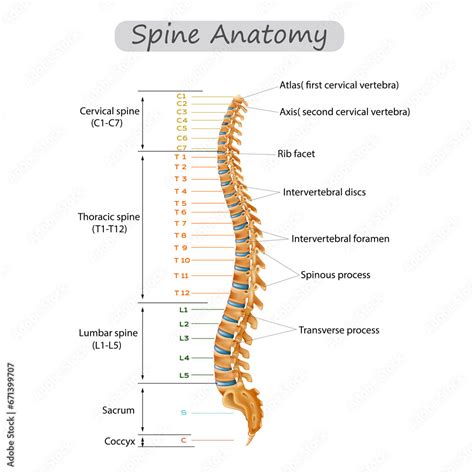Poster Spine Anatomy Human Spine Anatomy Cervical Spine Thoracic Spine