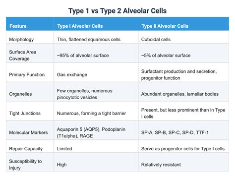 Type 1 Vs Type 2 Alveolar Cells