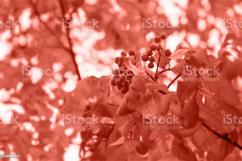 산호 색깔 년 2019의 생활 야생 Ashberry의와 아름 다운가 배경입니다 영감 자연입니다 가 컨셉입니다 인사말 카드 복사 공간에 대 한 0명에 대한 스톡 사진 및 기타