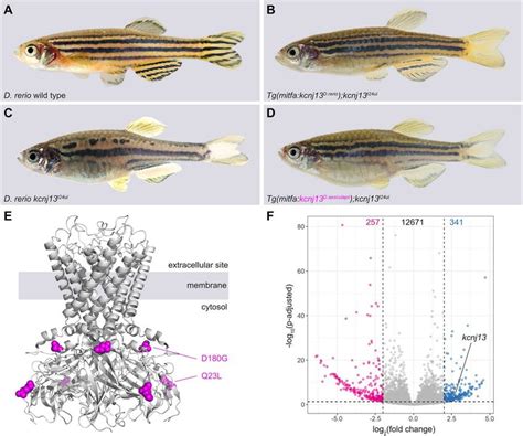 Molecular Basis Of Kcnj13 Evolution Between D Rerio And D Aesculapii
