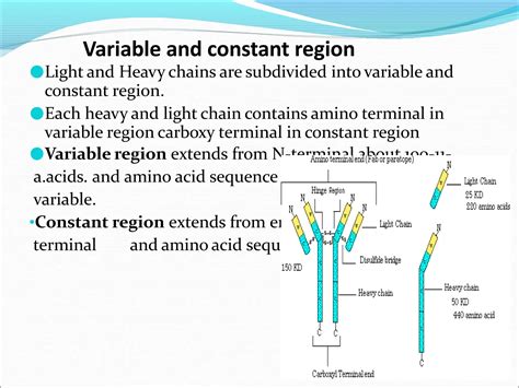 5antibody Structure And Function 1pptx