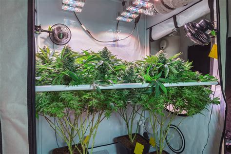 Weed Plants Growing Indoors