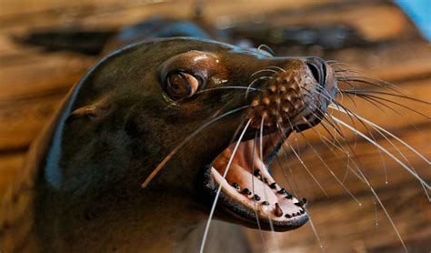 Sea Lion Teeth
