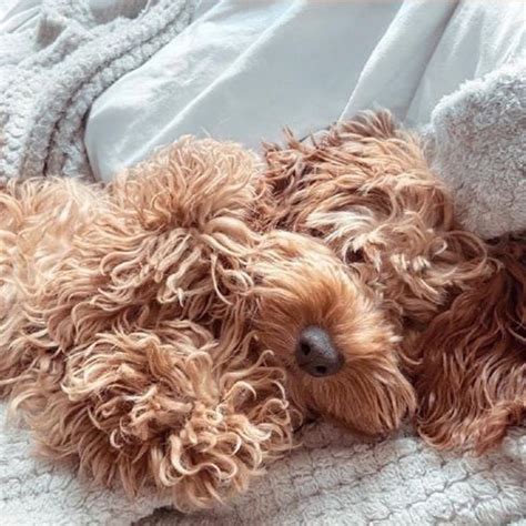 American Or English Cockapoo Jandaz Cockapoos