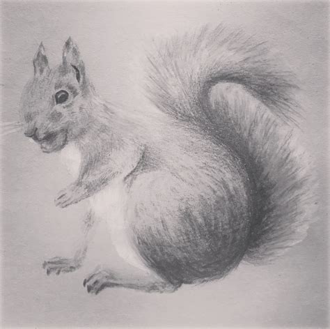 Realistic Squirrel Pencil Drawing