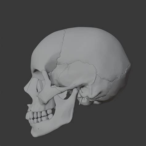 🫀 Sagittal Cut Of Human Cranium And Mandible Anatomical 3d Model・ Stl File For 3d Printing・cults