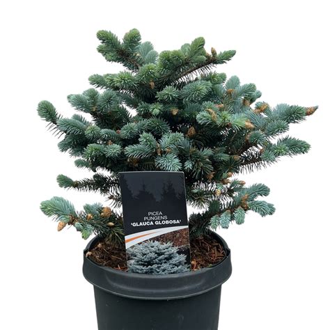 Molid Albastru Globular 40cm 5l