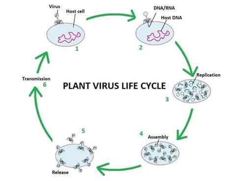 An Introduction To Plant Viruses Cropnuts