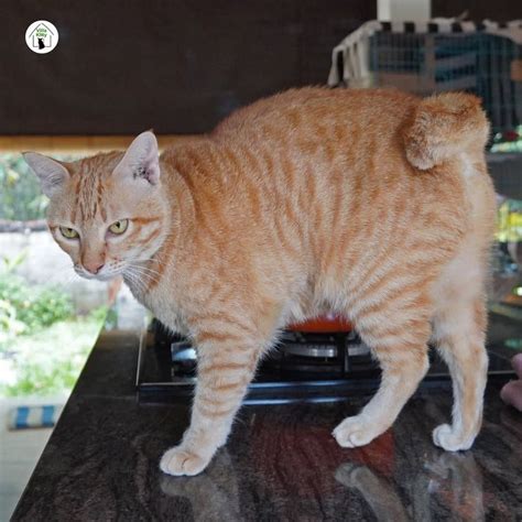 15 Fascinating Facts About Manx Cats