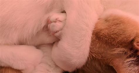 Orbit Album On Imgur