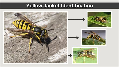 Paper Wasp Vs Yellow Jacket 7 Key Differences Between Them