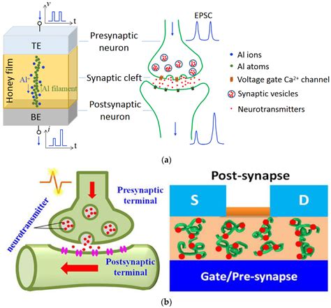 Natural Organic Materials Based Memristors And Transistors For