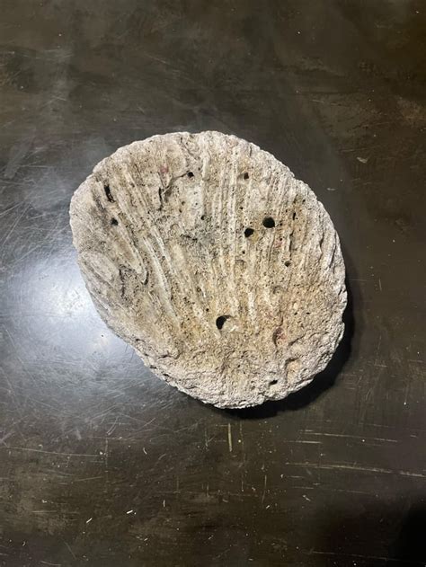 Late Devonian Identification Rfossilid