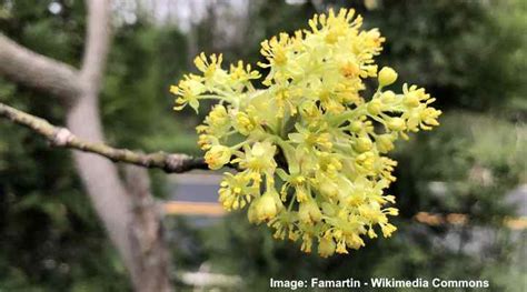 Sassafras Tree Leaves Identification