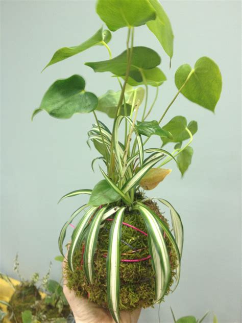 Kokedama Moss Ball How To Start A Vertical Garden Geoponics Corporation
